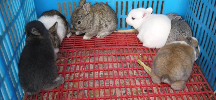 Hamsters Hedgehogs Mini-Rabbits Guinea Pigs